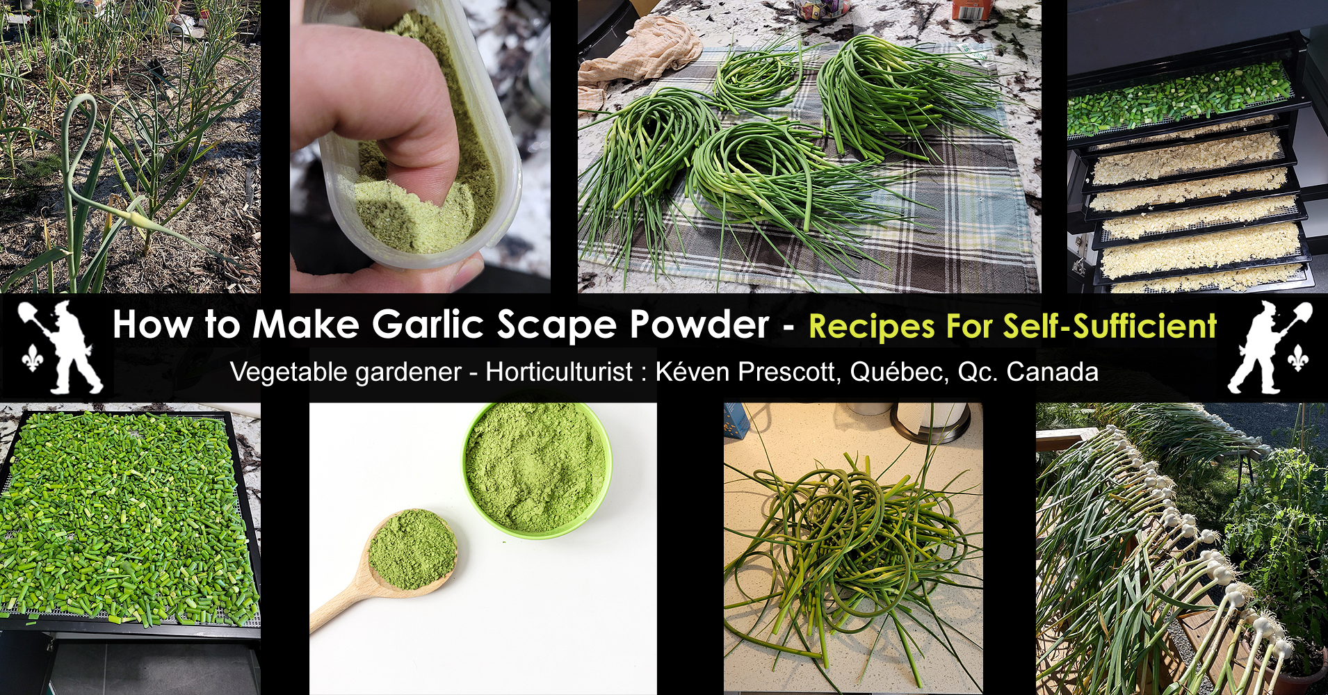 How to Make Garlic Scape Powder - Recipes for Self-Sufficient